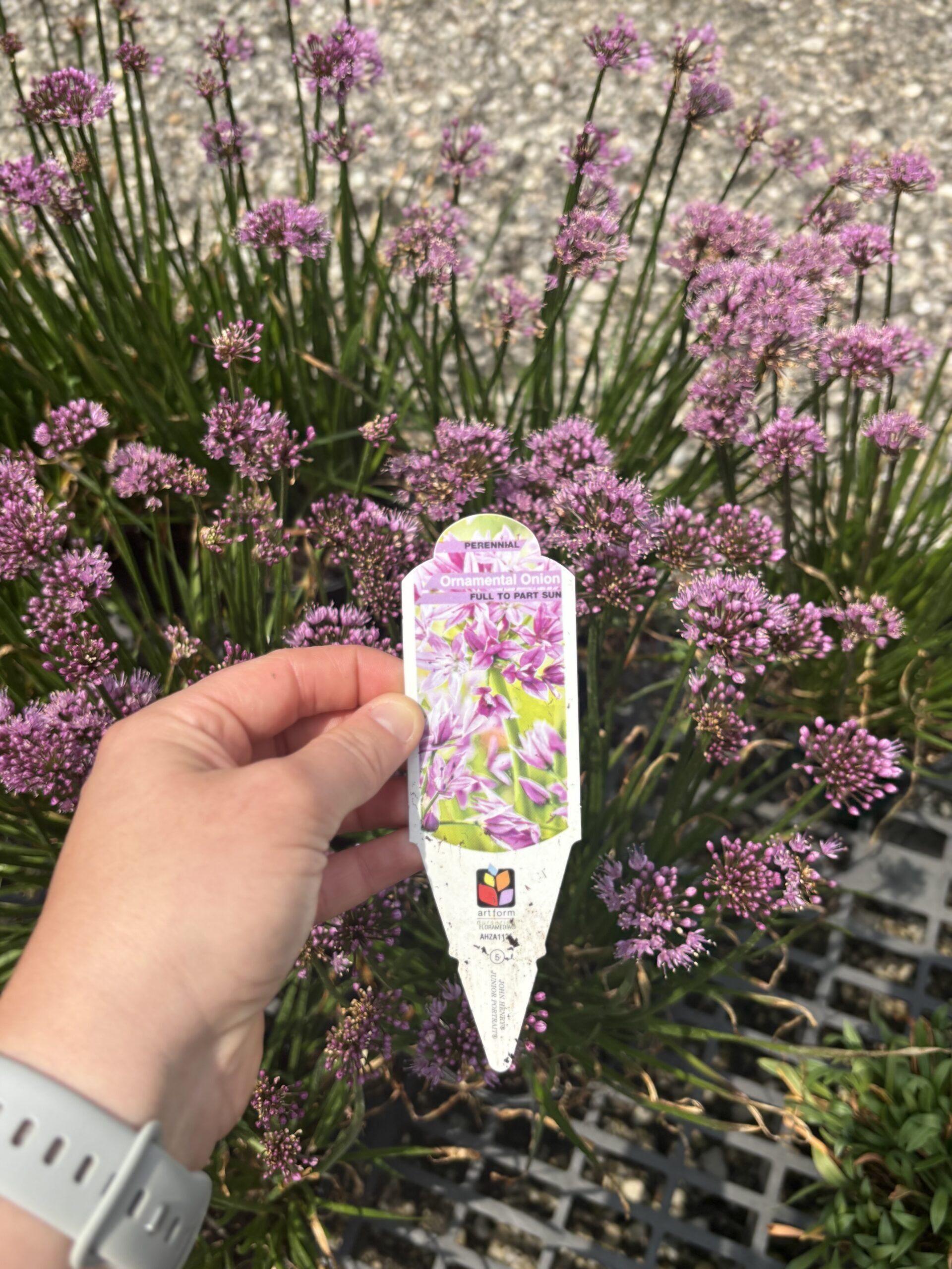 Allium Millenium - Allium Mellenium - Innovative Nursery & Supply